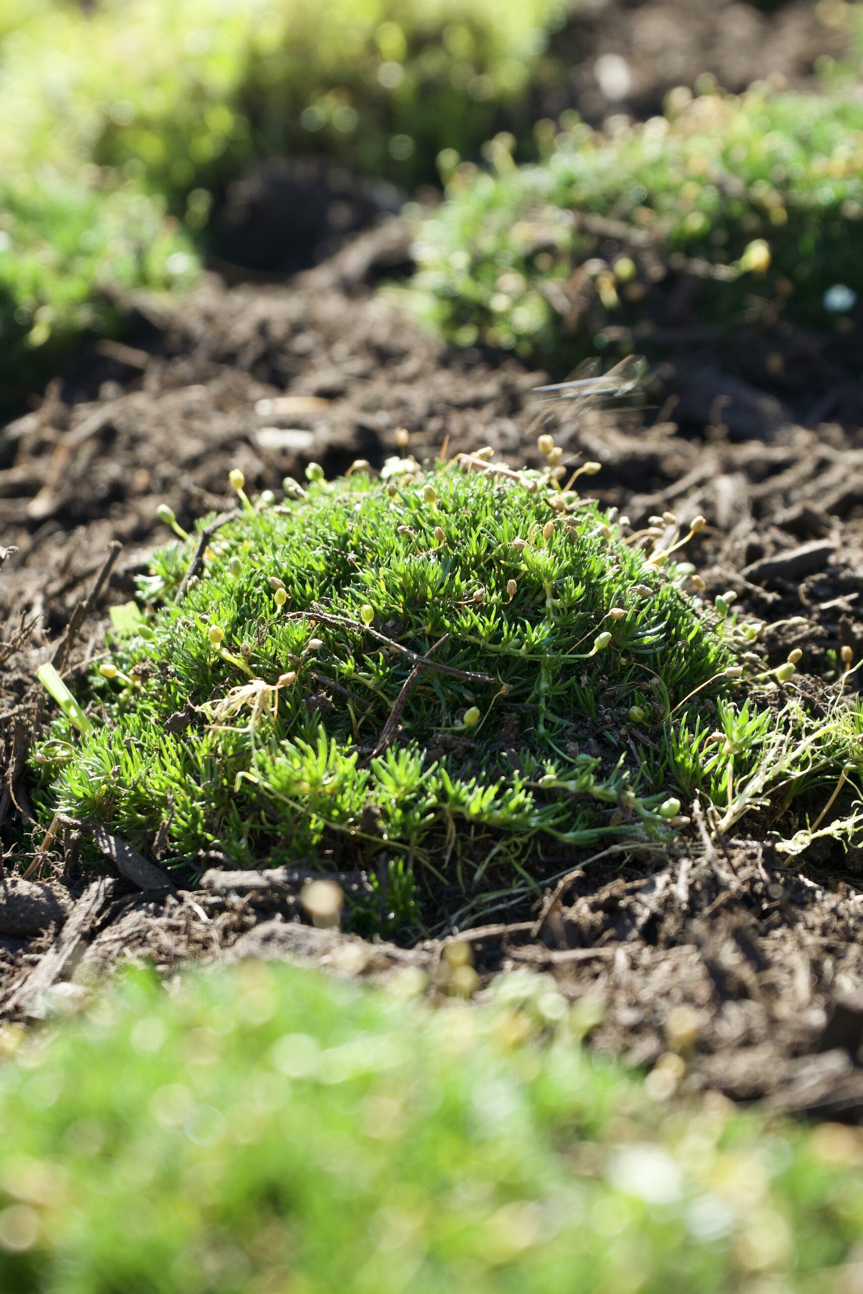 Softscape Gallery | GCLC