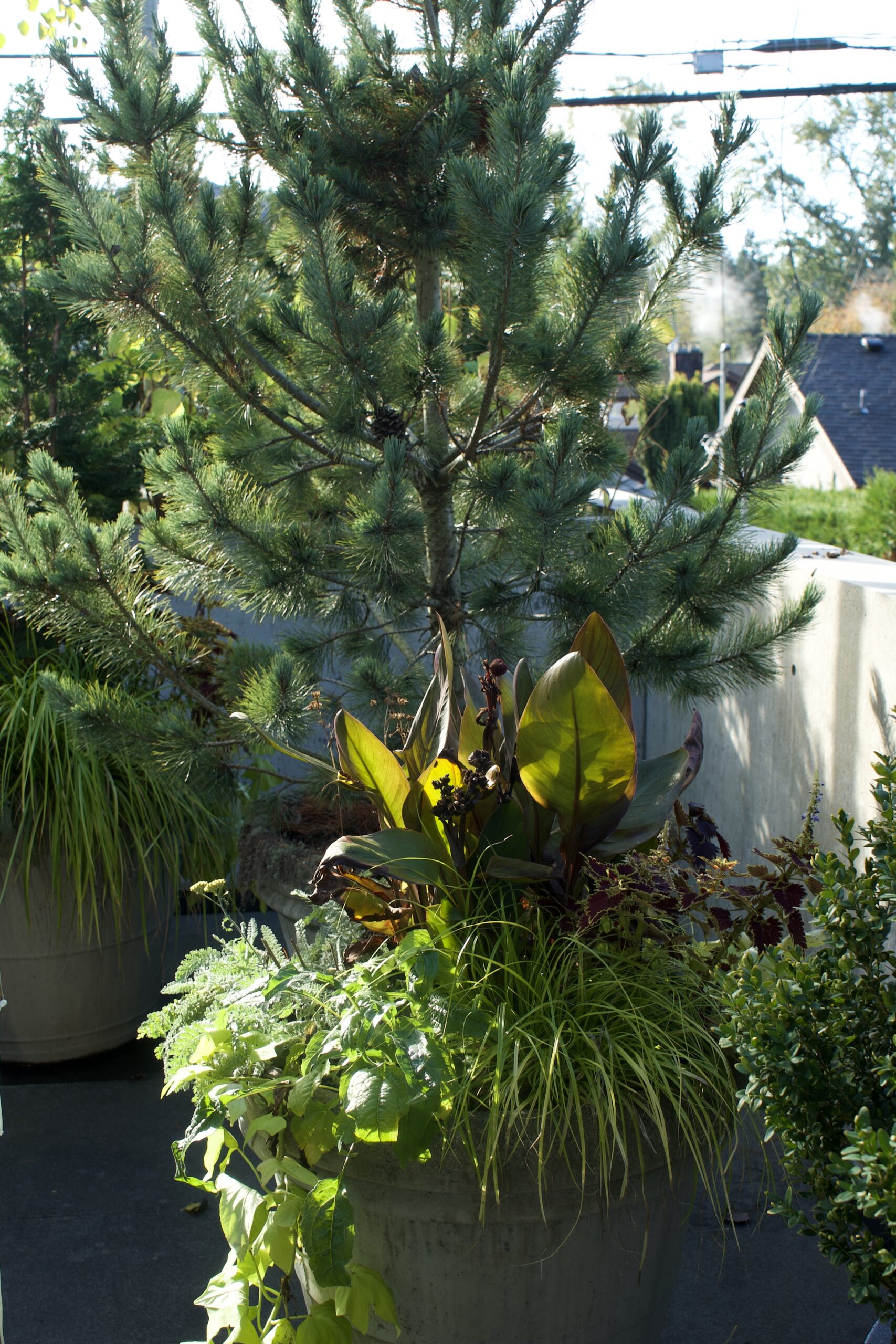 Softscape Gallery | GCLC