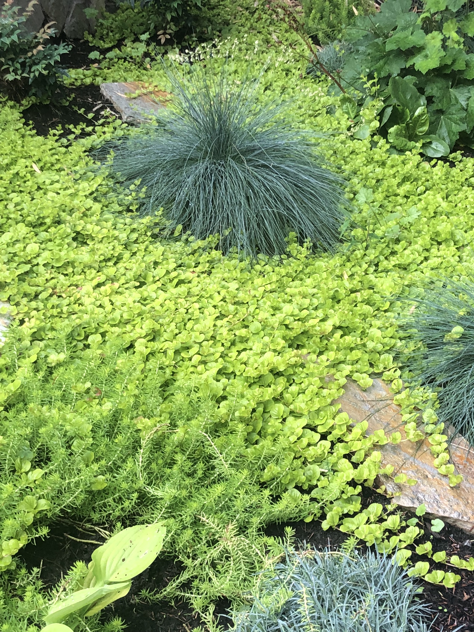 Softscape Gallery | GCLC